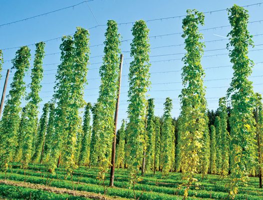 7 Food Trends to Consider for Your Farm Business - Hobby Farms