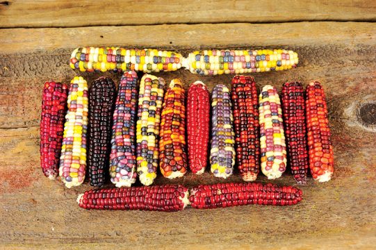 Popular Popcorn: 9 Varieties to Grow & More - Hobby Farms