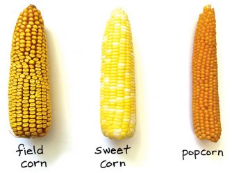 Popular Popcorn: 9 Varieties to Grow & More - Hobby Farms