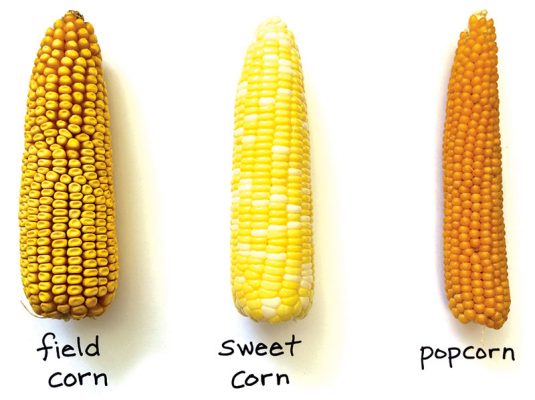 Popular Popcorn: 9 Varieties to Grow & More - Hobby Farms