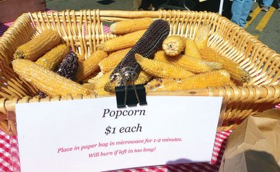 Popular Popcorn: 9 Varieties to Grow & More - Hobby Farms