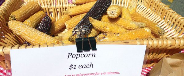 Popular Popcorn: 9 Varieties to Grow & More - Hobby Farms