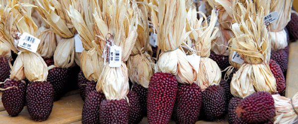 Popular Popcorn: 9 Varieties to Grow & More - Hobby Farms