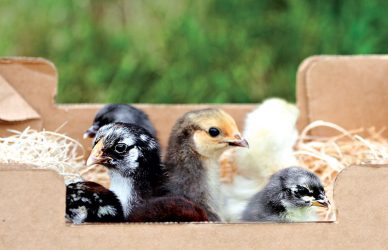 Flock Talk: How to Choose the Best Chicks - Hobby Farms