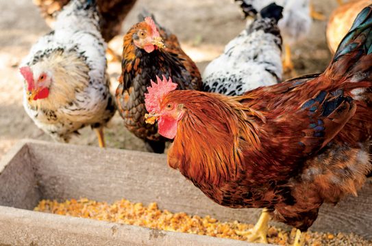 Chicken Health A to Z: Know the Ailments That Can Affect Your Flock ...