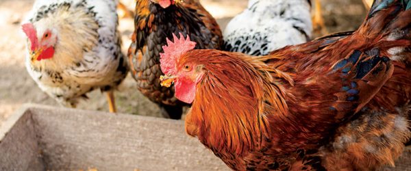 Chicken Health A to Z: Know the Ailments That Can Affect Your Flock ...