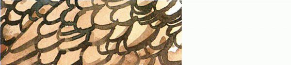 Pleasing Plumage: A Guide to Types & Markings of Chicken Feathers ...