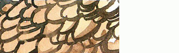 Types of Chicken Feathers: A Complete Guide - Hobby Farms