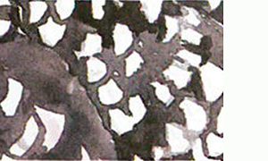 Types of Chicken Feathers: A Complete Guide - Hobby Farms