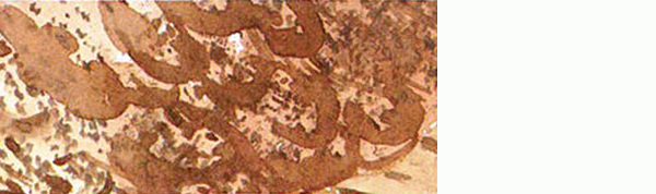 Types of Chicken Feathers: A Complete Guide - Hobby Farms