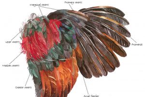 Types of Chicken Feathers: A Complete Guide - Hobby Farms