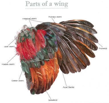 Types of Chicken Feathers: A Complete Guide - Hobby Farms