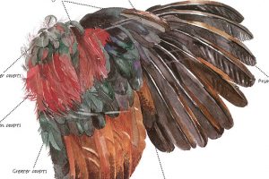 types of chicken feathers - Hobby Farms