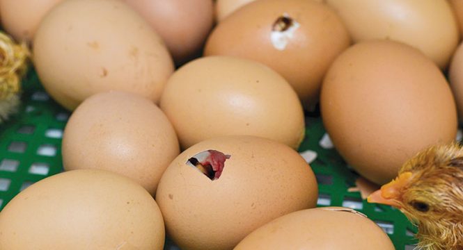 Century-Old Books Outline Natural & Artificial Incubation - Hobby Farms