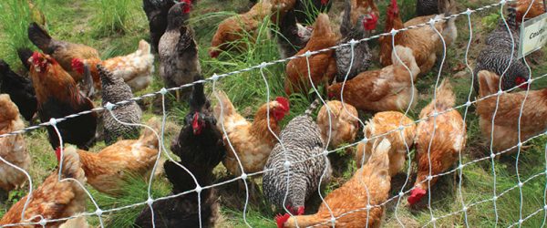 Chicken Farming: A Century of Backyard Chicken Keeping - Hobby Farms