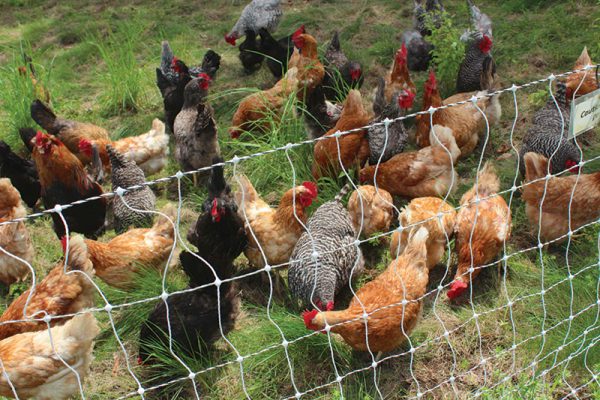 Bawk to the Future: A Century of Chicken-Keeping - Hobby Farms