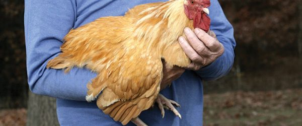 How to Catch a Chicken That Doesn't Want to Be Caught