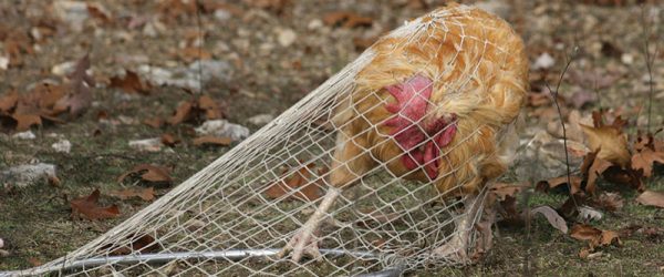 How to Catch a Chicken That Doesn't Want to Be Caught