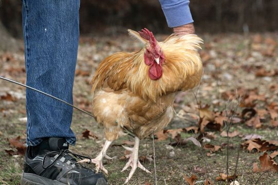 How to Catch a Chicken That Doesn't Want to Be Caught