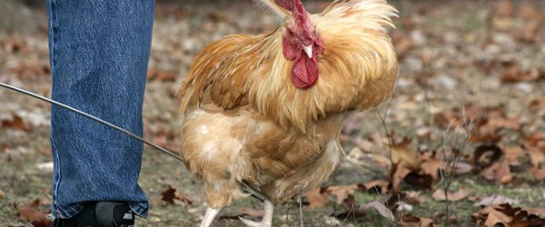 How to Catch a Chicken That Doesn't Want to Be Caught