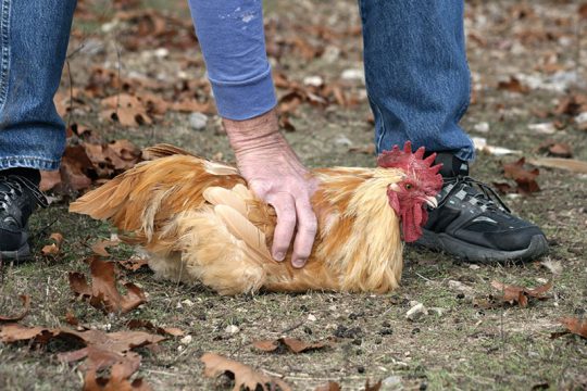 How to Catch a Chicken That Doesn't Want to Be Caught