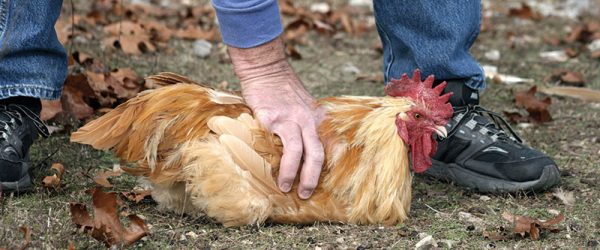 How to Catch a Chicken That Doesn't Want to Be Caught