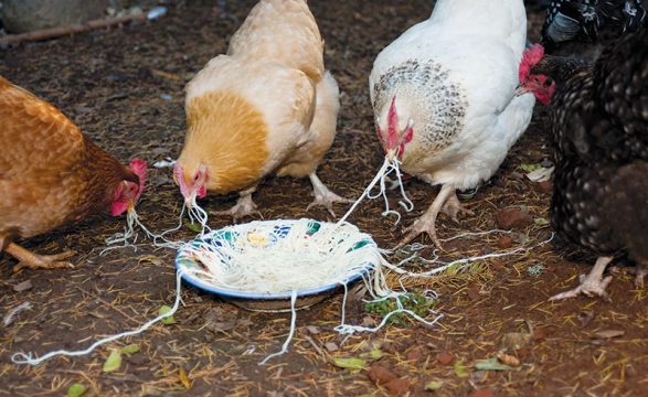Provide Your Chickens Enrichment for Better Health - Hobby Farms