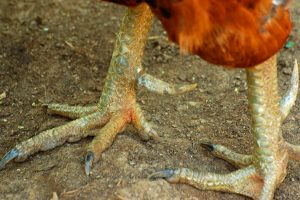 Rooster Spur Injury & Chicken Keeping Wounds - Hobby Farms