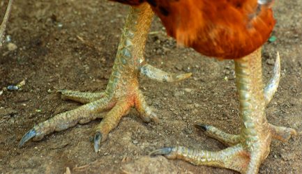 Rooster Spur Injury & Chicken Keeping Wounds - Hobby Farms
