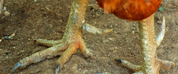 Rooster Spur Injury & Chicken Keeping Wounds - Hobby Farms