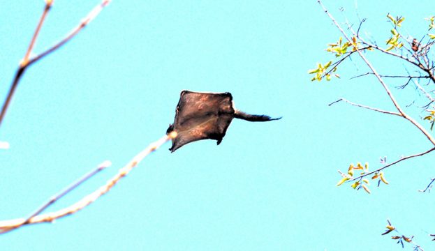 Homesteading's Latest Lesson: Flying Squirrels - Hobby Farms