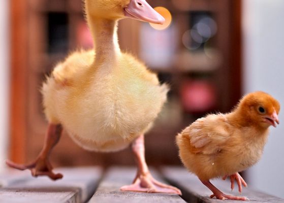 Raising Ducklings: 4 Reasons to Raise Chicks Separately - Hobby Farms