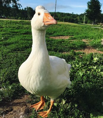 Breed Profiles: Meet the Roman Goose - Hobby Farms