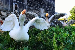 Breed Profiles: Meet the Roman Goose - Hobby Farms