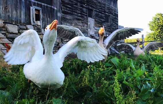 Breed Profiles: Meet the Roman Goose - Hobby Farms