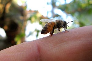 Get to Know the Basics of Bees & Beekeeping - Hobby Farms