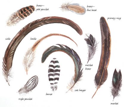Types of Chicken Feathers: A Complete Guide - Hobby Farms