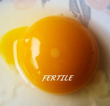 How To Tell Fertilized Chicken Egg from Unfertilized Egg – Hobby Farms