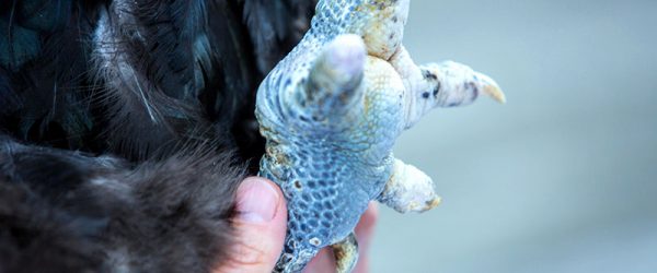 How to Identify and Deal With Bumblefoot in Chickens - Hobby Farms