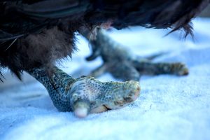 How to Identify and Deal With Bumblefoot in Chickens - Hobby Farms