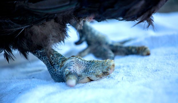 How to Identify and Deal With Bumblefoot in Chickens - Hobby Farms