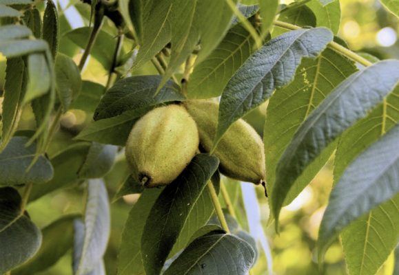 5 Nuts to Forage During the Fall - Hobby Farms