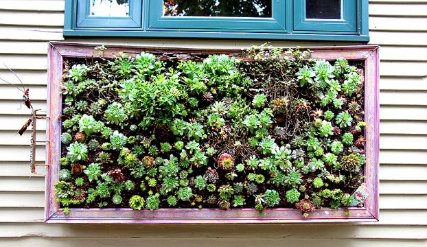 Fun Fall Succulent Projects: 4 Inspiring Ideas - Hobby Farms