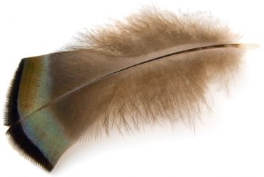 Bird Feather Identification: Know What You Find - Hobby Farms