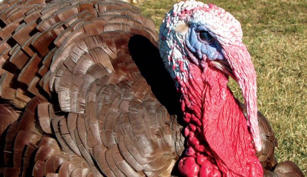 Choose the Right Turkey Breed for Your Farm - Hobby Farms