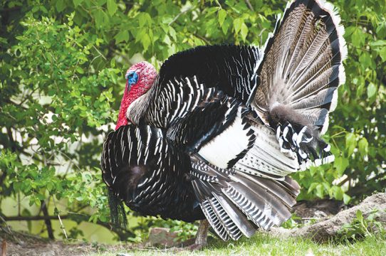 Choose the Right Turkey Breed for Your Farm - Hobby Farms