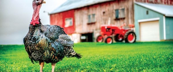 Consider These 6 Types Of Poultry For Your Farm - Hobby Farms