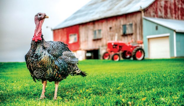 Consider These 6 Types Of Poultry For Your Farm - Hobby Farms