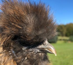 How to Trim a Chicken's Beak - Hobby Farms