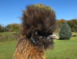 How to Trim a Chicken's Beak - Hobby Farms